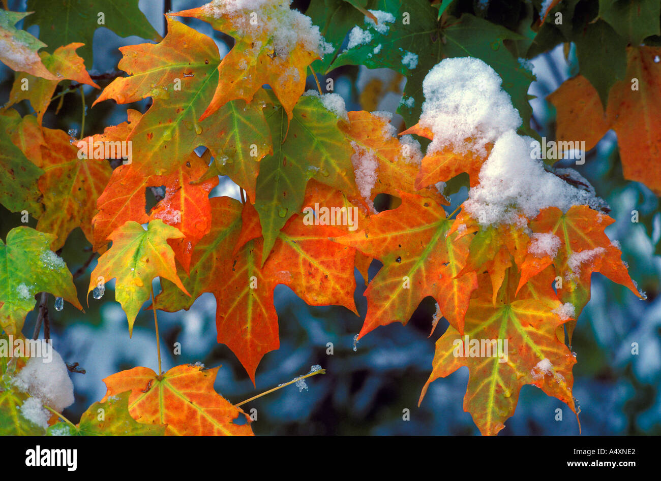 Early fall foliage leaves of sugar maple hi-res stock photography and ...