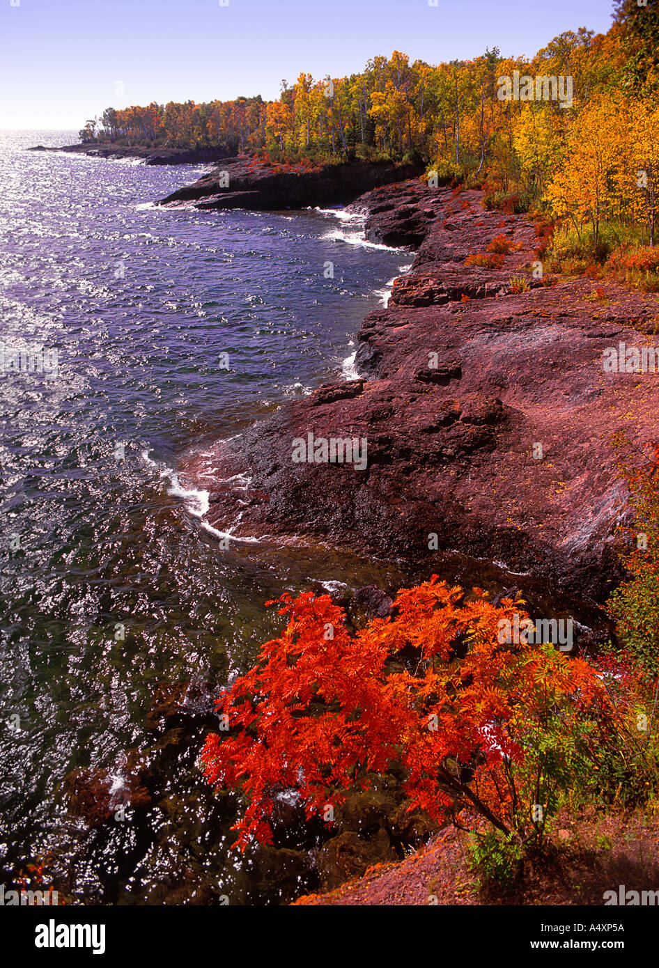 Lake Superior shoreline and sumac bush in fall colors Gooseberry Falls ...