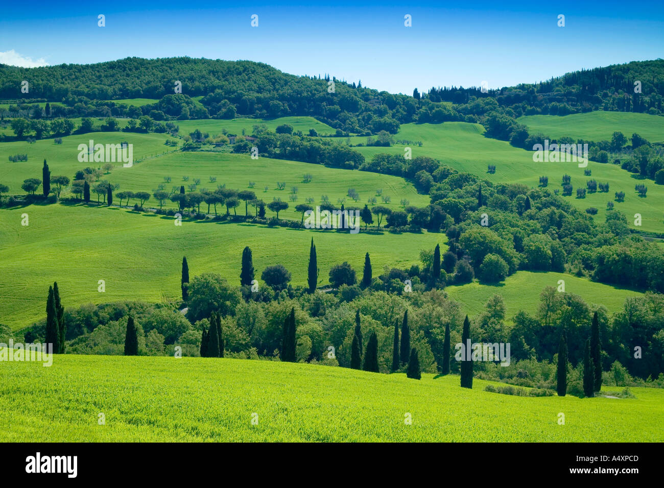 Road winding through the rolling green hills of Tuscany in Italy Europe ...