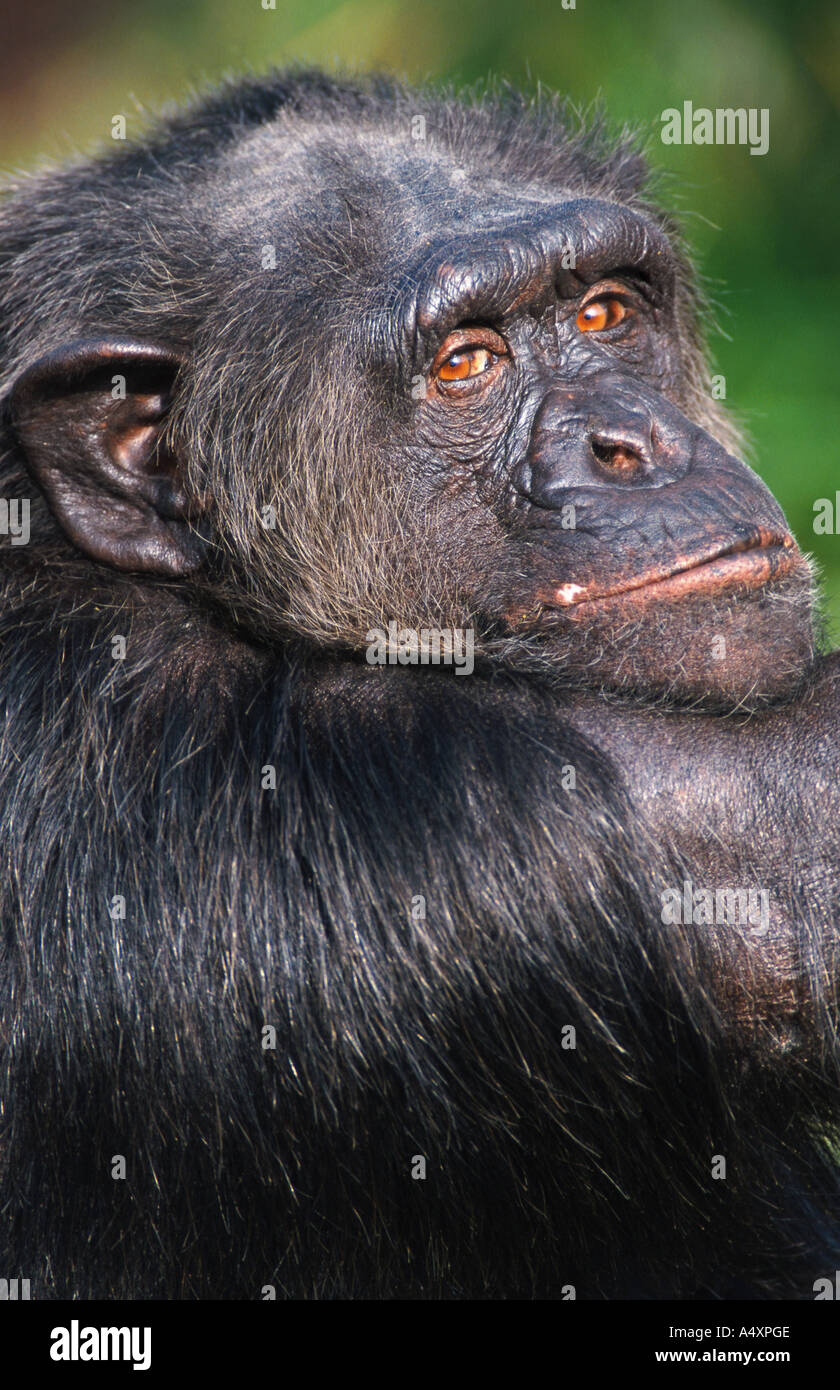 Chimpanzee head and shoulders hi-res stock photography and images - Alamy