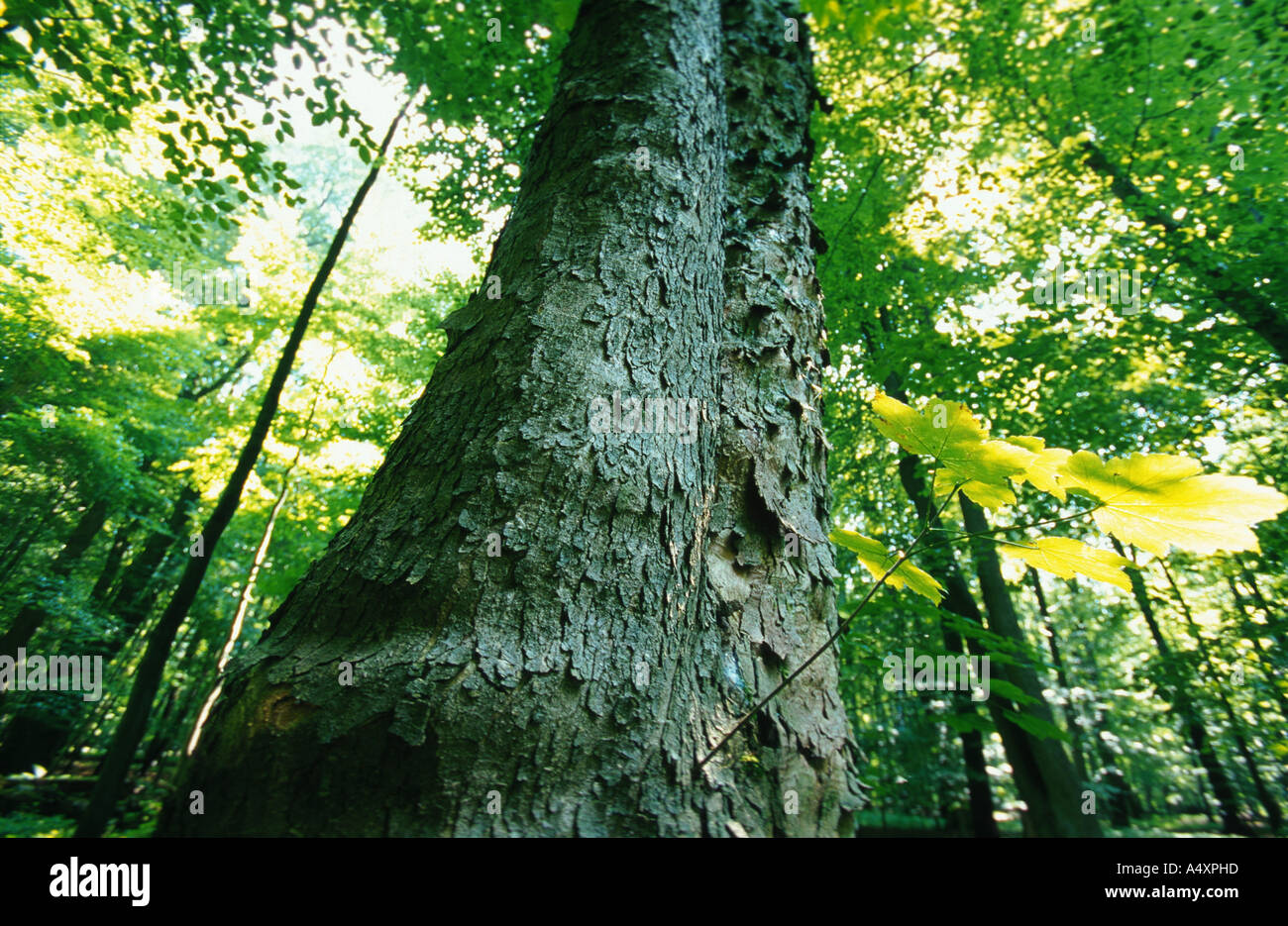 sycamore maple, great maple (Acer pseudoplatanus), double trunk from ...