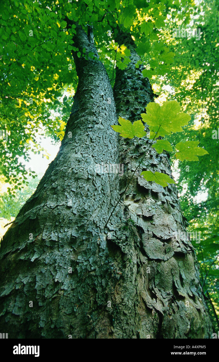 Double trunk from below hi-res stock photography and images - Alamy