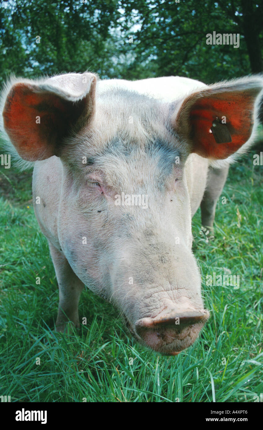 domestic pig (Sus scrofa f. domestica), on a meadow, portrait, Germany ...