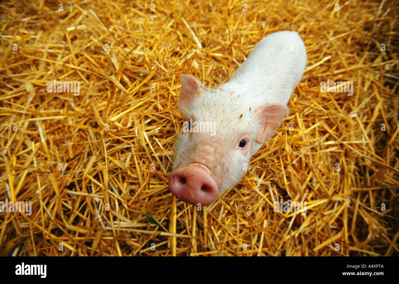 domestic pig, mini pig (Sus scrofa f. domestica), on straw from above ...