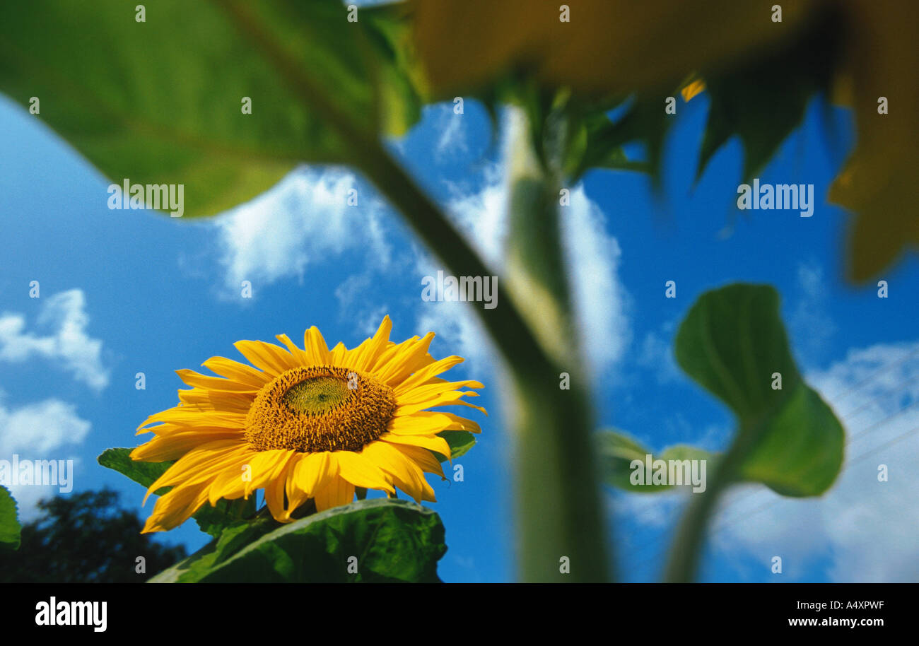 common sunflower (Helianthus annuus), single inflorescence seen through ...