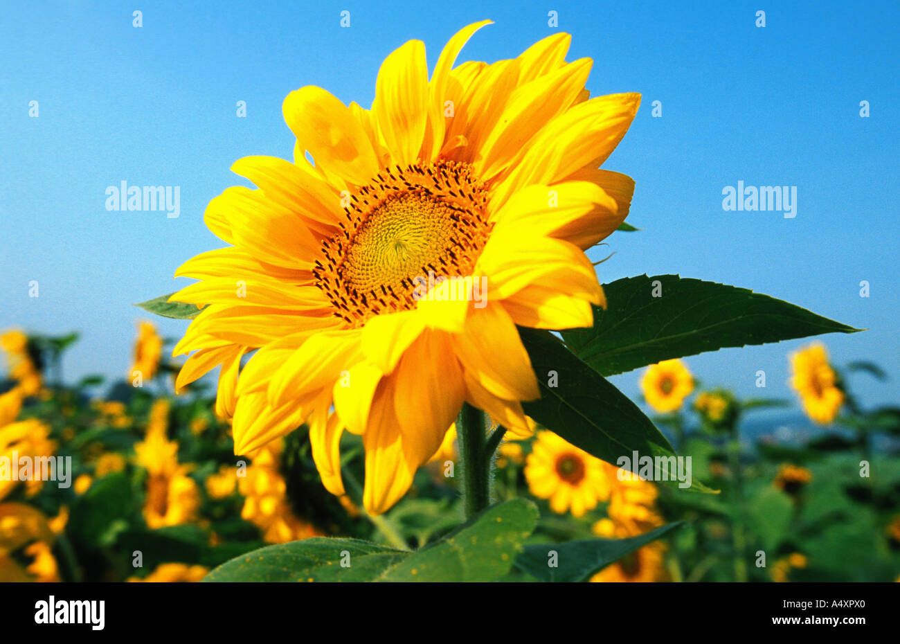 common sunflower (Helianthus annuus), close-up of single inflorescence ...