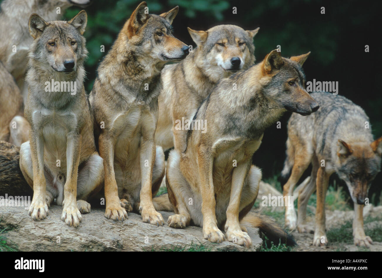 Timber Wolf Pack