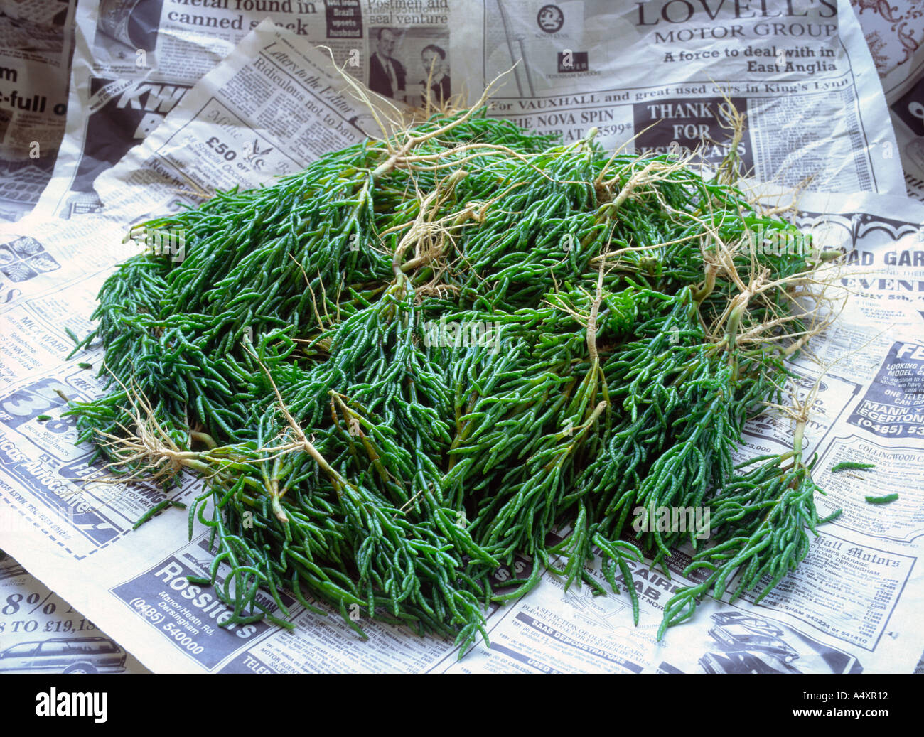 Marsh samphire newspaper hi-res stock photography and images - Alamy