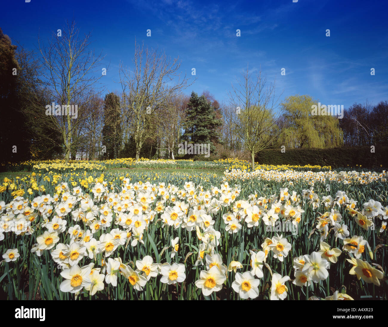 Daffodils at Springfield Gardens in Spalding Lincolnshire England UK ...