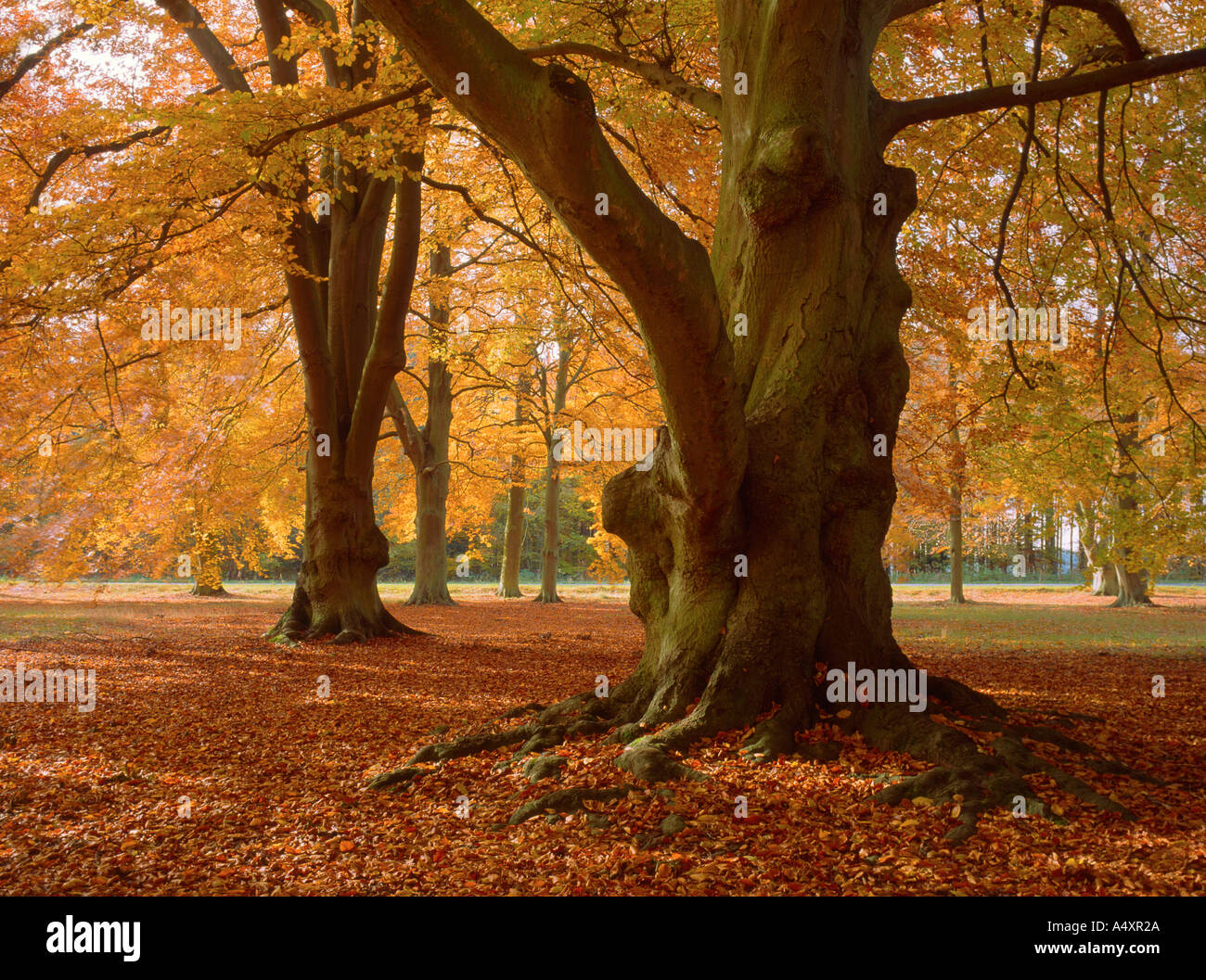 Autumn in Thetford Forest Norfolk England UK Stock Photo - Alamy