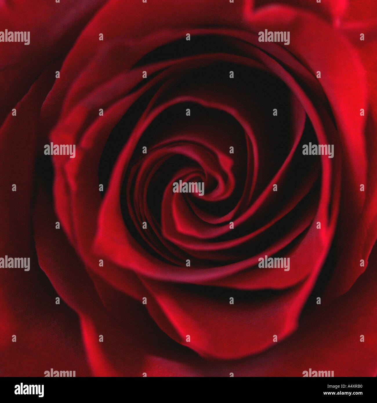 Rose with sparkling droplets hi-res stock photography and images - Alamy