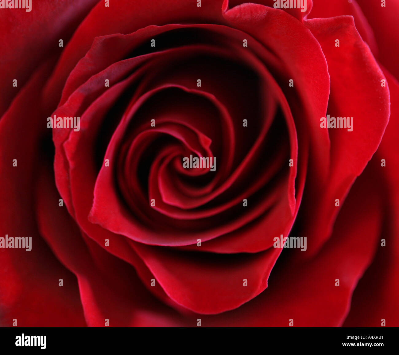 Rose with sparkling droplets hi-res stock photography and images - Alamy