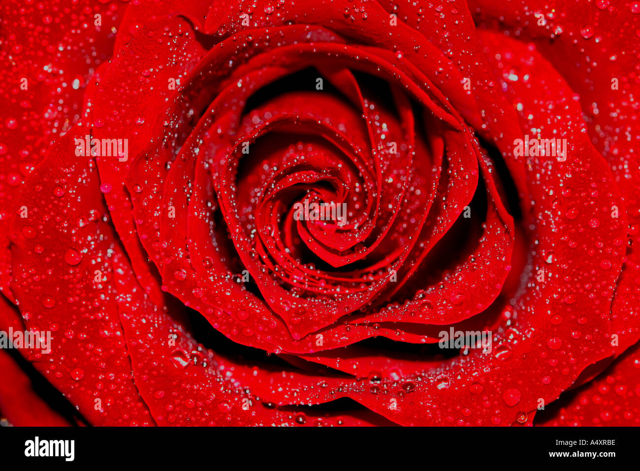 Rose with sparkling droplets hi-res stock photography and images - Alamy