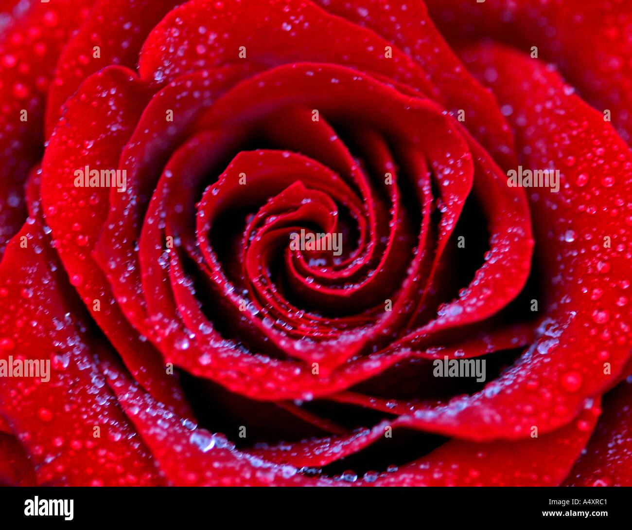 Rose sparkling scarlet hi-res stock photography and images - Alamy