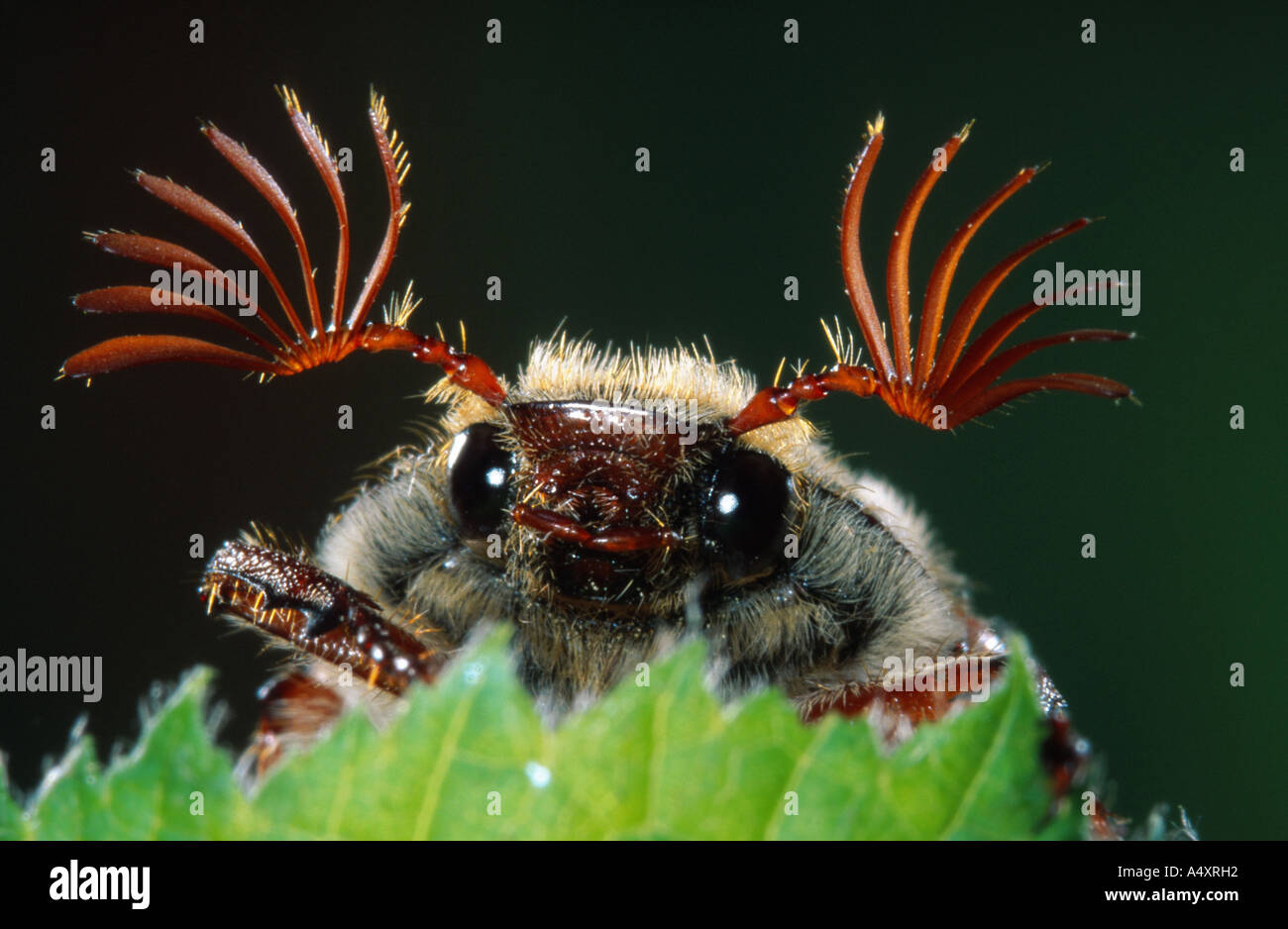 common cockchafer, maybug (Melolontha melolontha), portrait, frontal ...