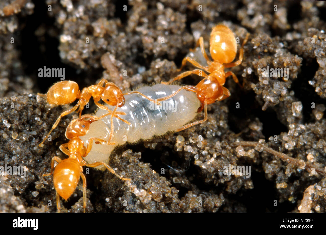 Yellow turf ant hi-res stock photography and images - Alamy