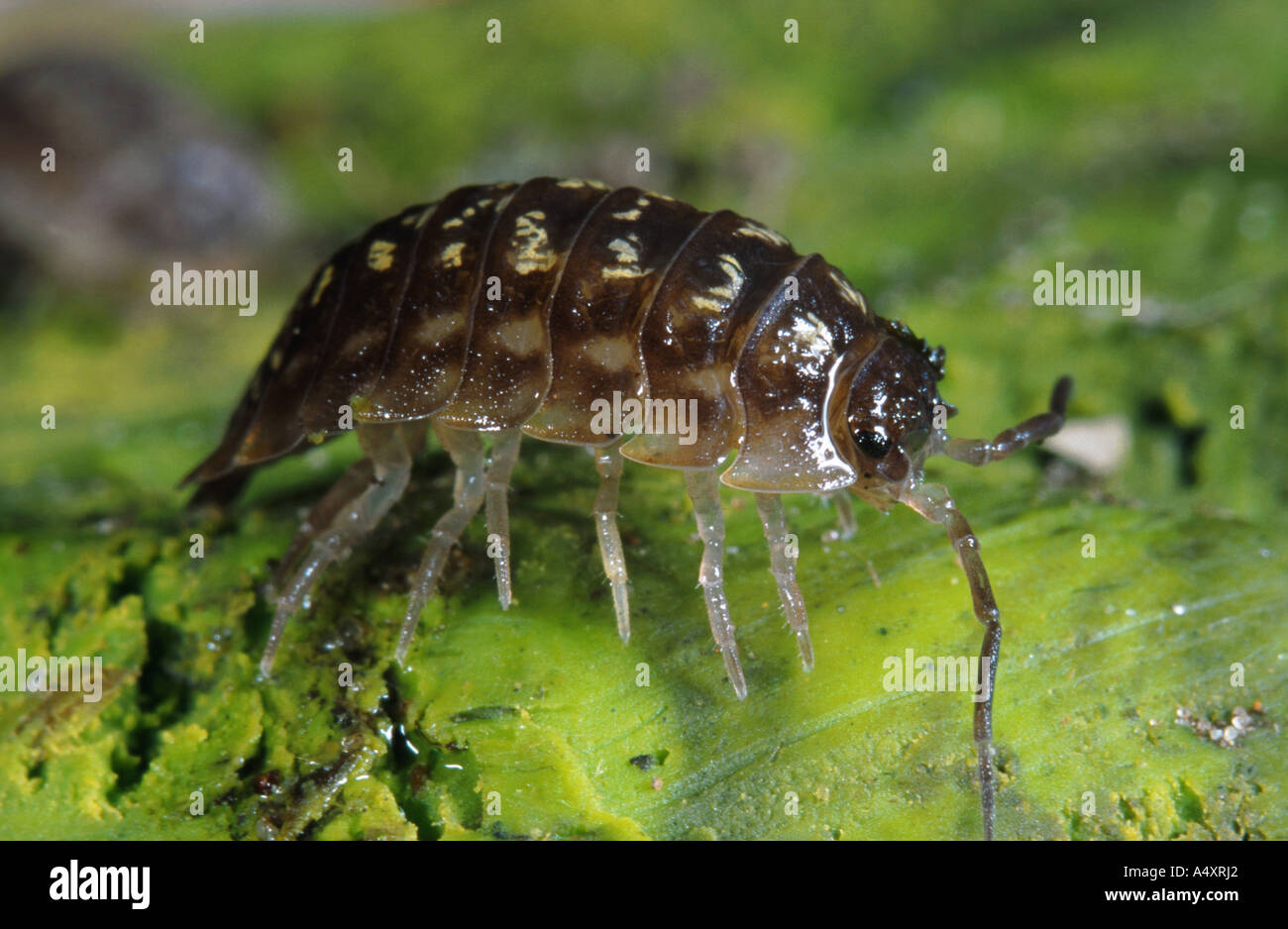 Sowbug hi-res stock photography and images - Alamy