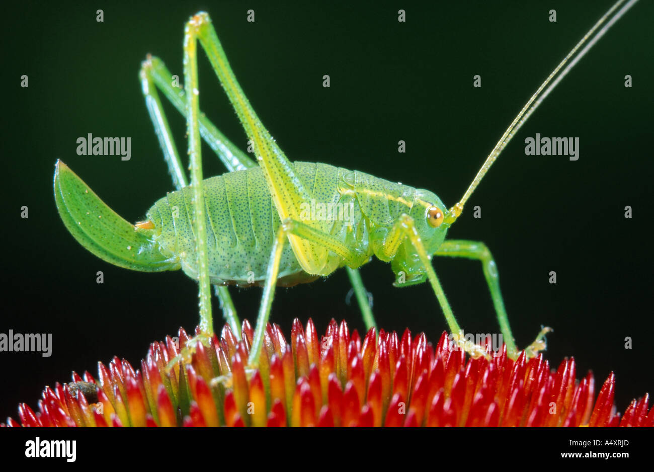 short-winged cone-head, short-winged conehead (Conocephalus dorsalis ...
