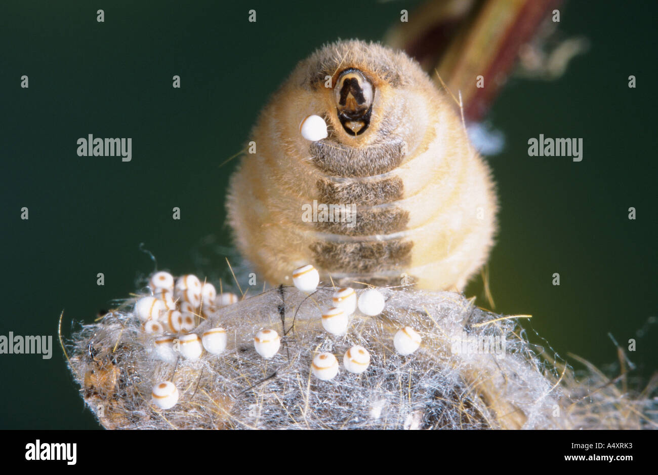 vapourer moth, common vapourer, rusty tussock moth (Orgyia antiqua ...