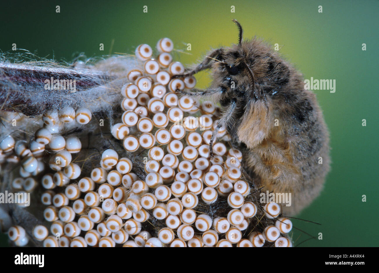 Vapourer moth eggs hi-res stock photography and images - Alamy