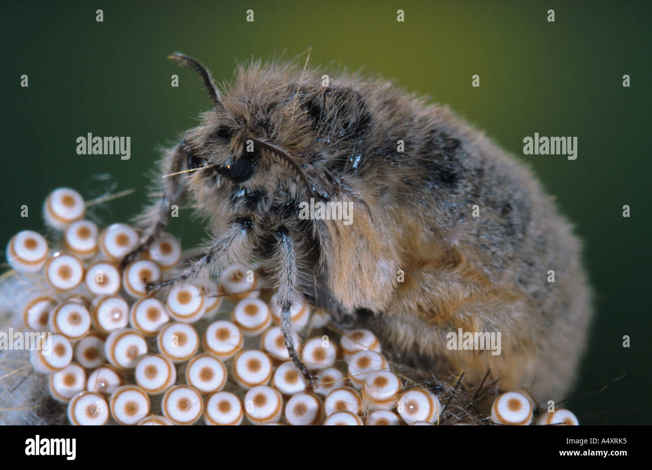 vapourer moth, common vapourer, rusty tussock moth (Orgyia antiqua ...