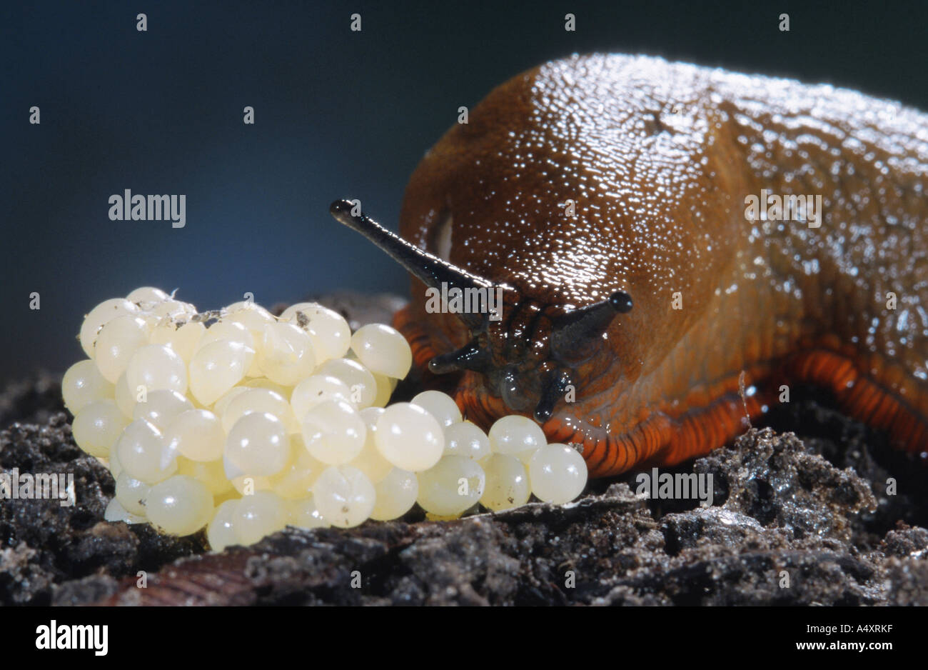 large red slug, greater red slug, chocolate arion (Arion rufus), egg ...