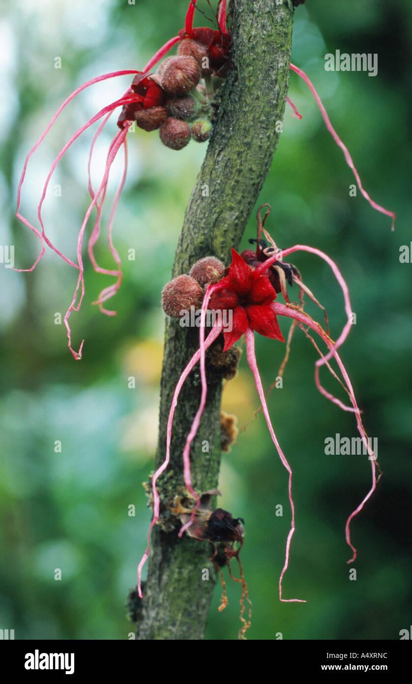 cocoa (Herrania cf. nitida), cauliflory Stock Photo - Alamy