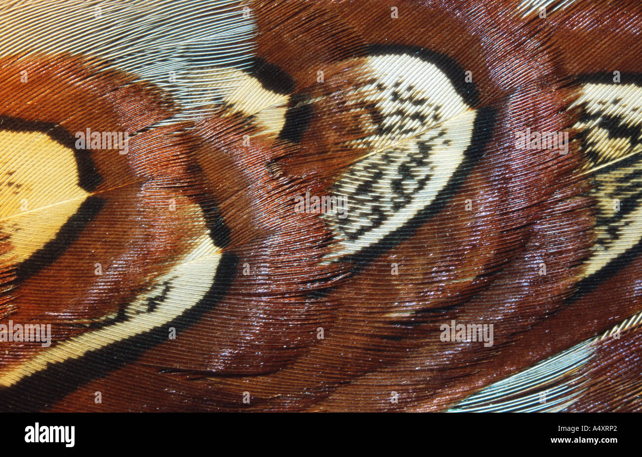 Pheasant Patterns High Resolution Stock Photography and Images - Alamy