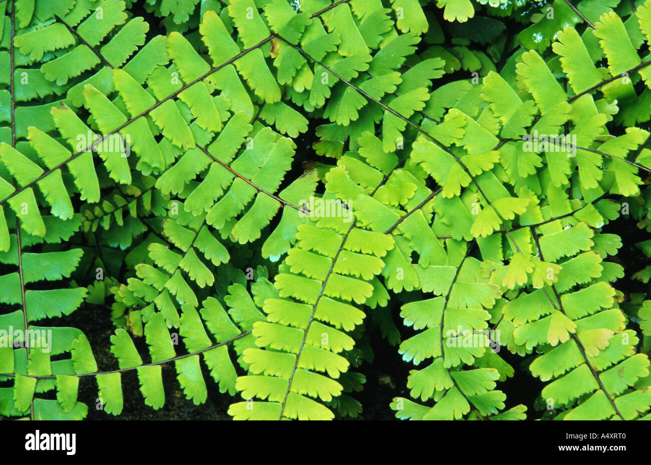 maiden hair fern (Adiantum edgeworthii), fronds Stock Photo - Alamy