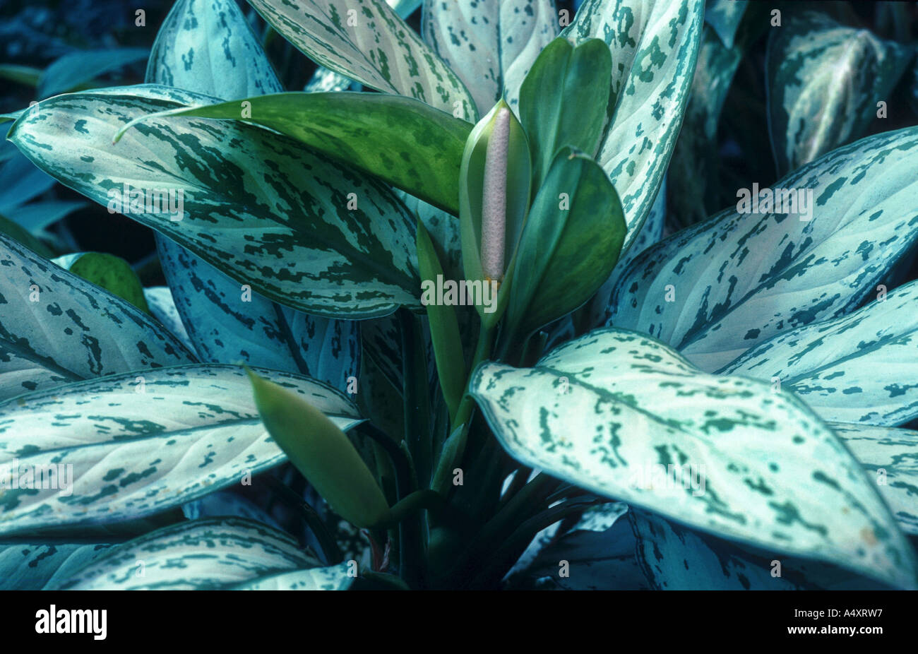 Sword plant hi-res stock photography and images - Alamy