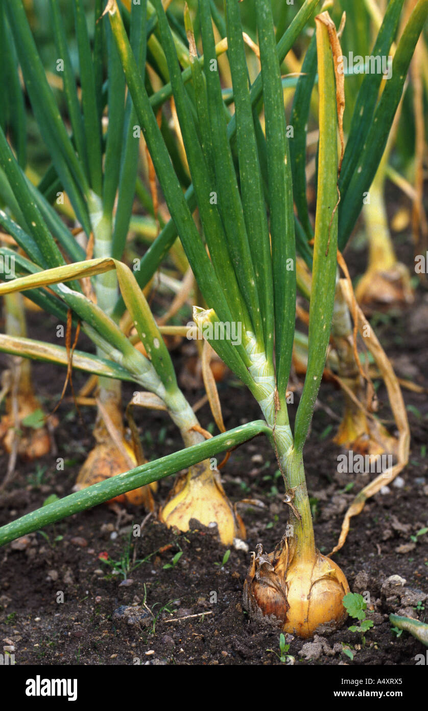 Sprout vegetable garden hi-res stock photography and images - Alamy