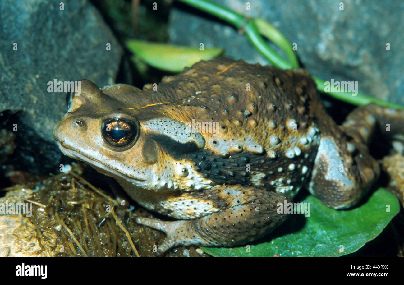 Asiatic toads hi-res stock photography and images - Alamy