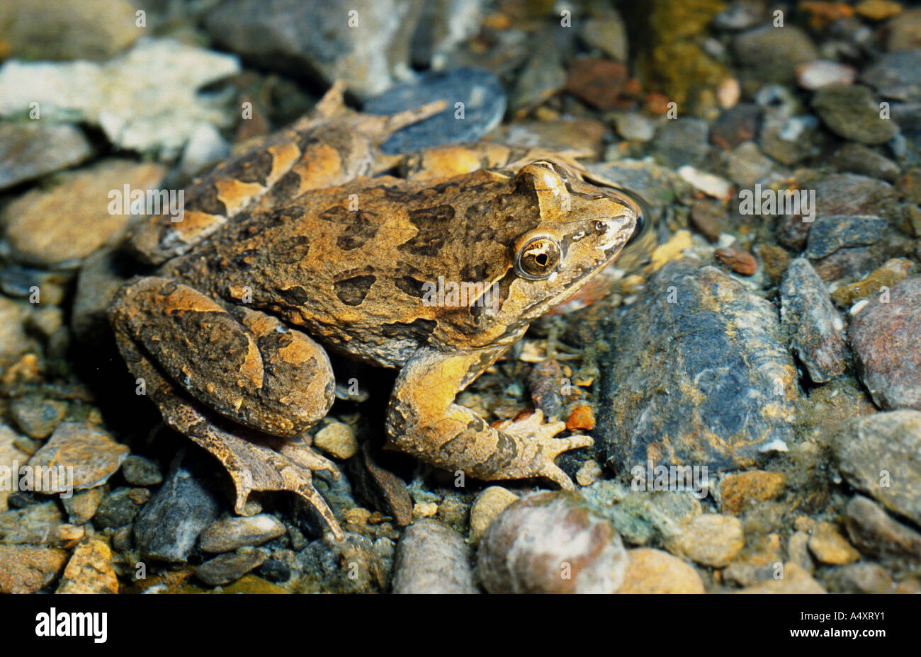 painted frog (Discoglossus pictus), sitting on stones Stock Photo - Alamy