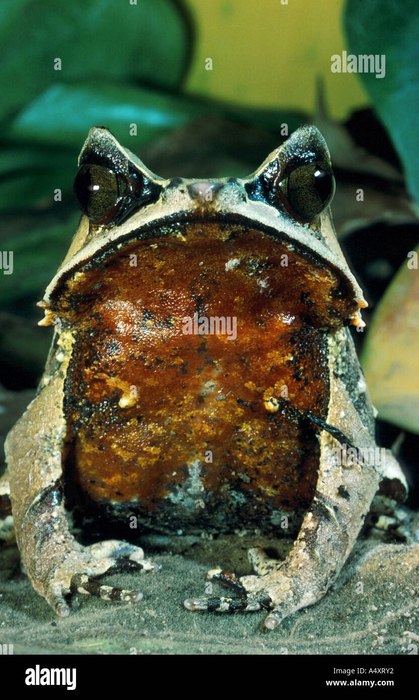 Asian spadefoot toad (Megophrys montana nasuta Stock Photo - Alamy