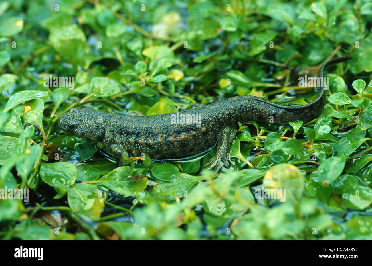 Sharp ribbed newt pleurodeles waltl hi-res stock photography and images ...