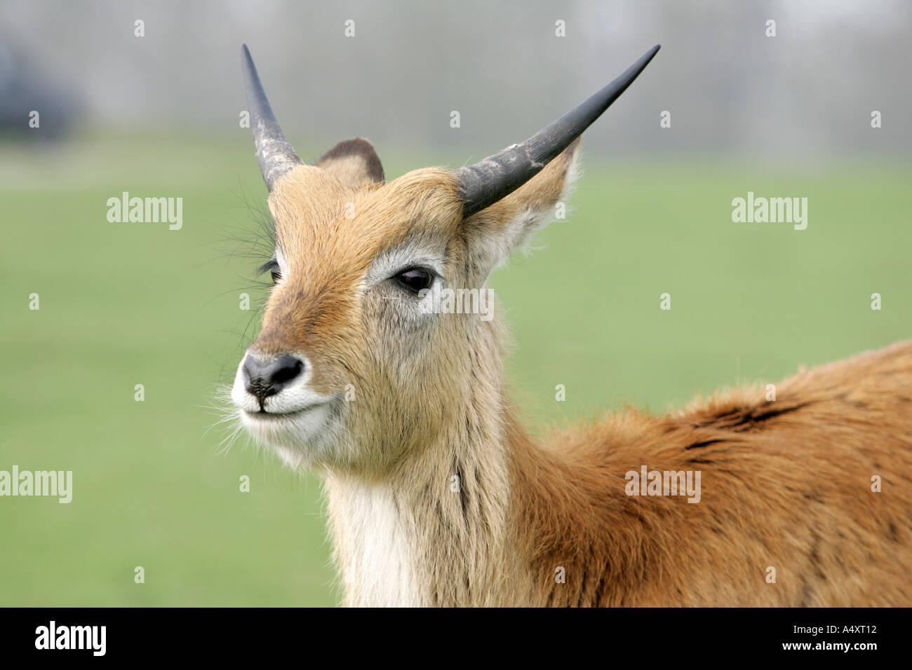 Kobus leche kafuensis medium sized antelope green grass animals mammals ...