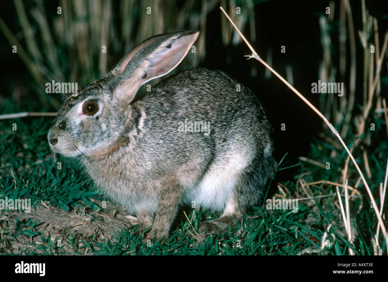 African hare hi-res stock photography and images - Alamy
