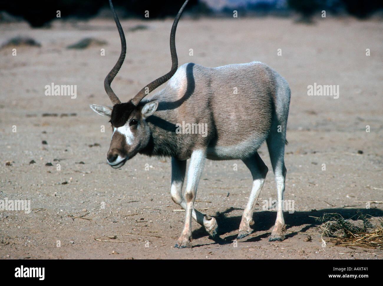 Addax Addax nasomaculatus Hai Bar Reserve Israel Stock Photo - Alamy