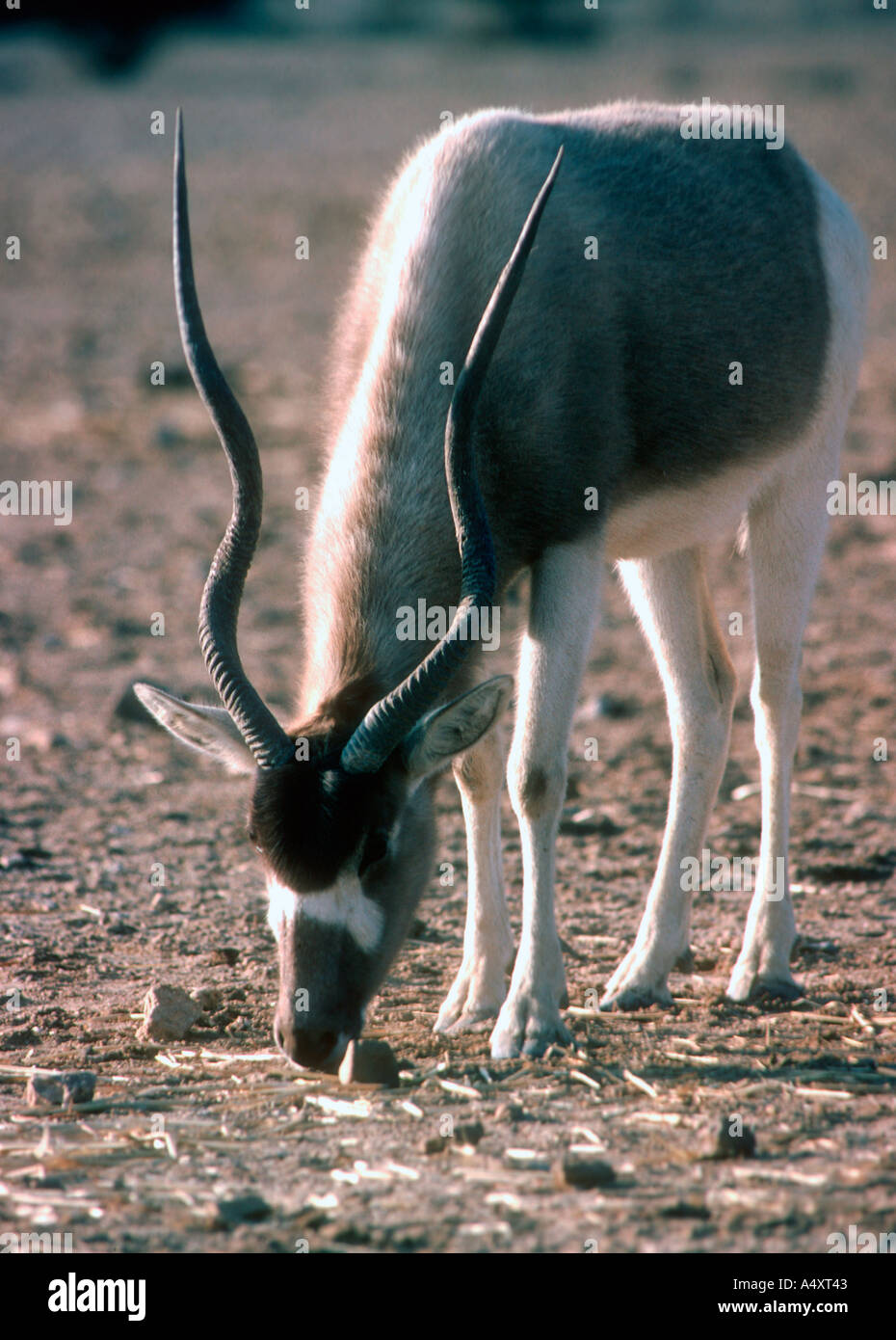 Addax Addax nasomaculatus Hai Bar Biblical Reserve Israel Stock Photo ...