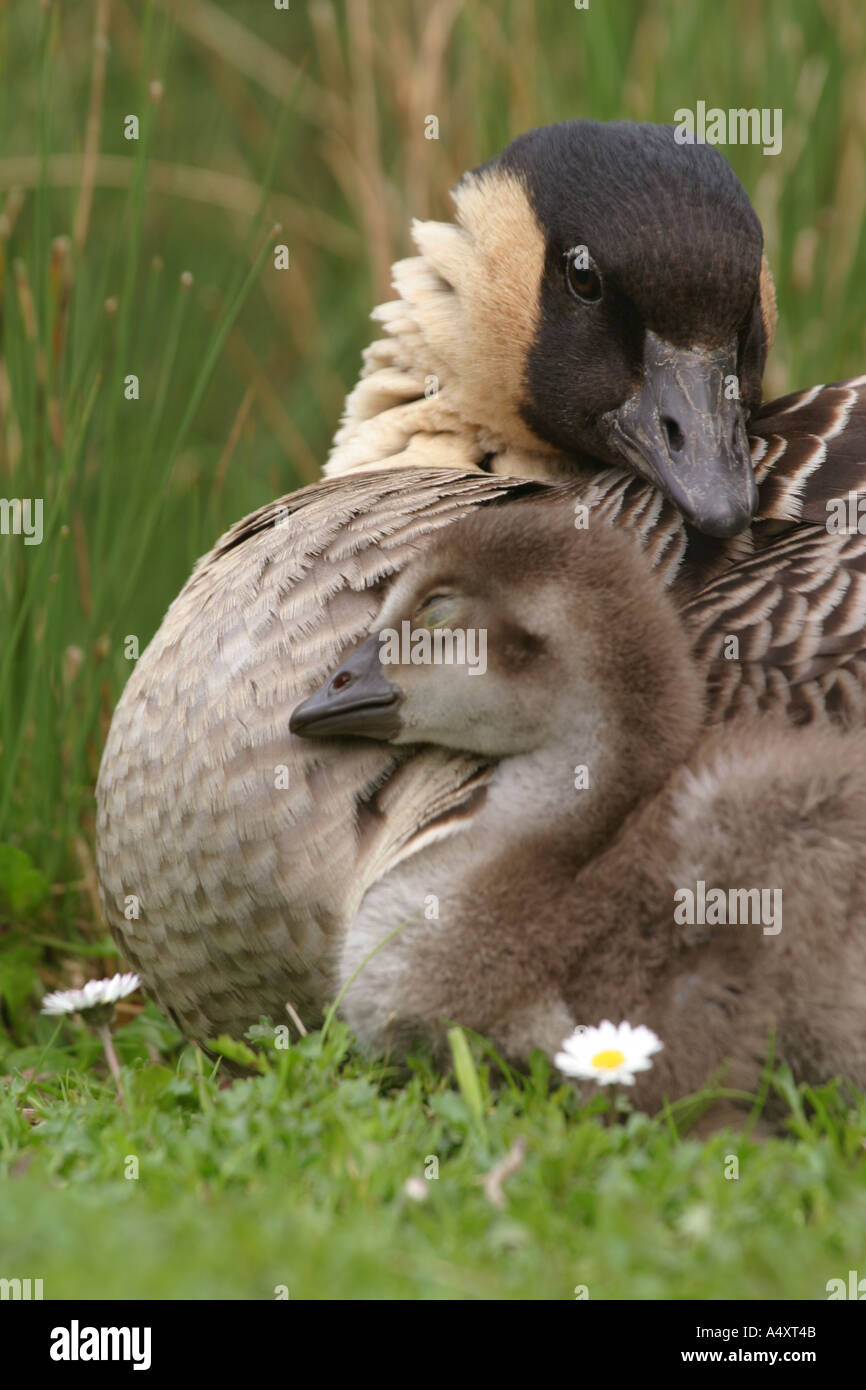 Gosling care hi-res stock photography and images - Alamy