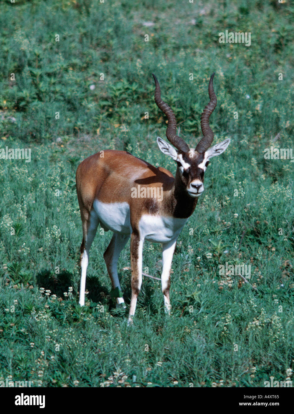 Antilopa hi-res stock photography and images - Alamy