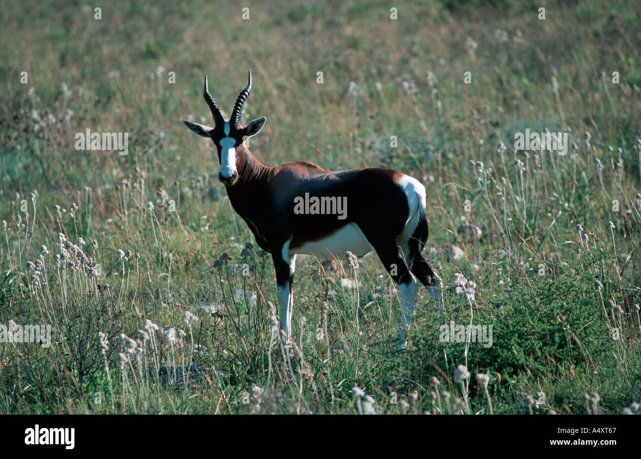 Bontebok hi-res stock photography and images - Alamy