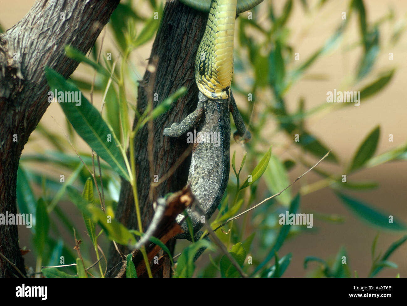 Boomslang snake hi-res stock photography and images - Alamy
