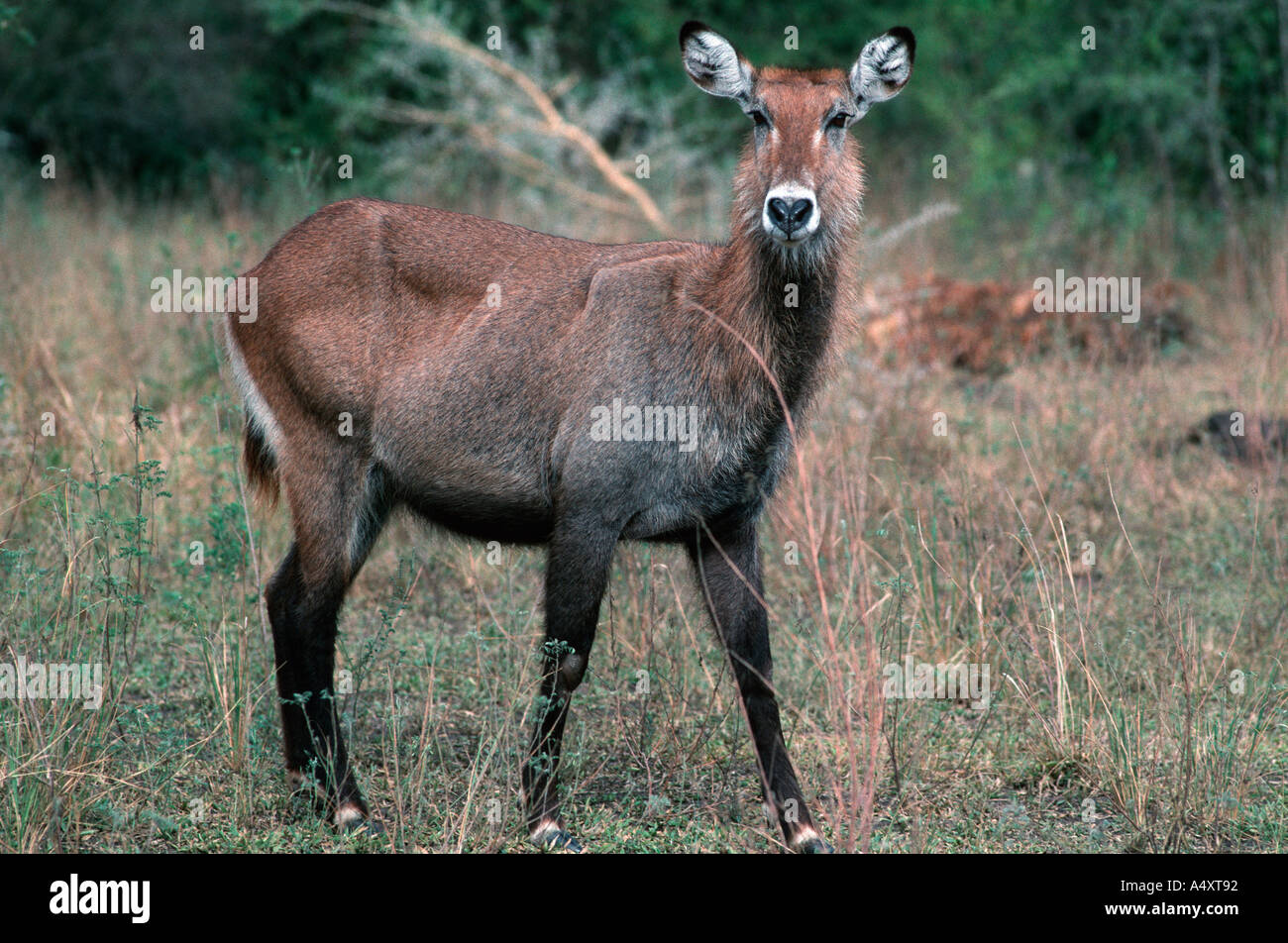 Defassa waterbuck Kobus defassa Queen Elizabeth National Park Uganda ...