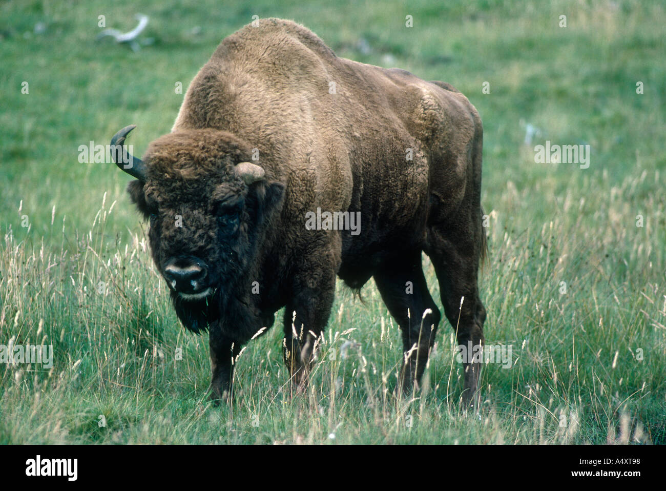 European bison Bison bonasus Scotland UK Stock Photo - Alamy