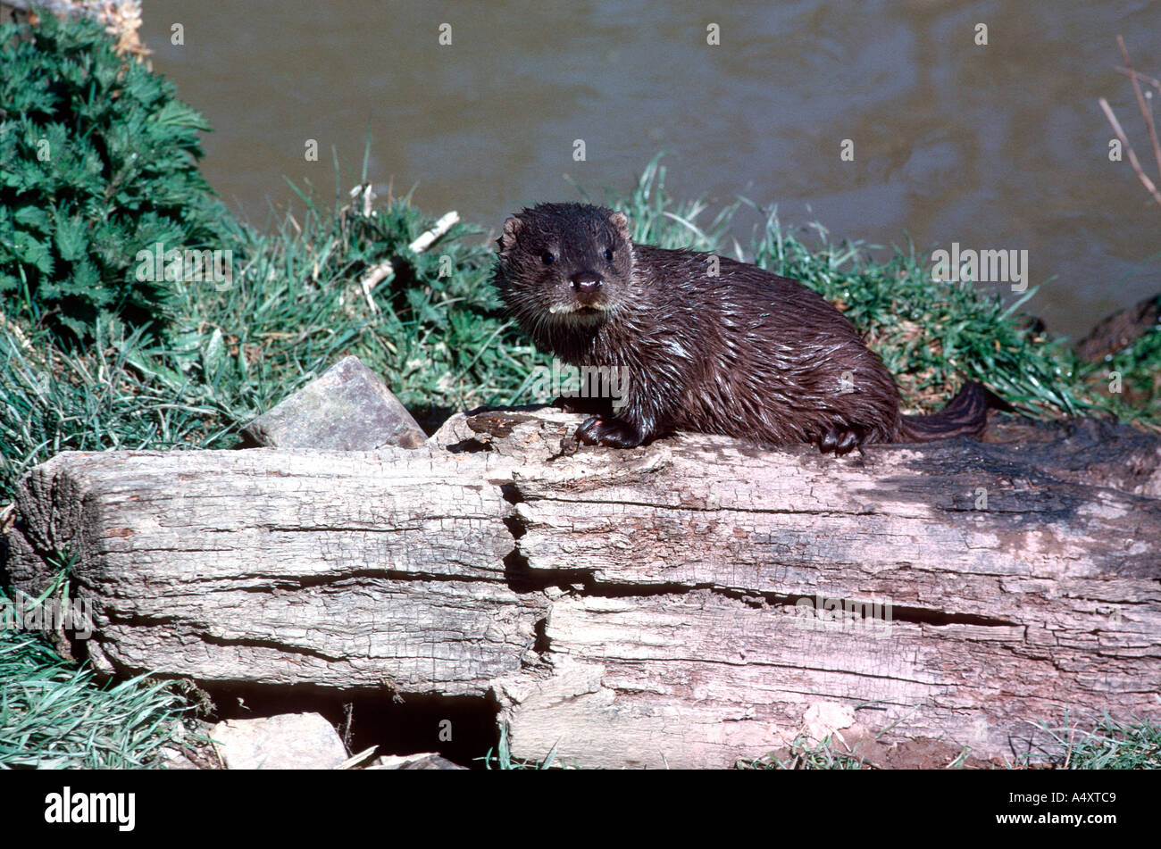 European otter cub Lutra lutra Otter breeding centre Devon UK Stock ...