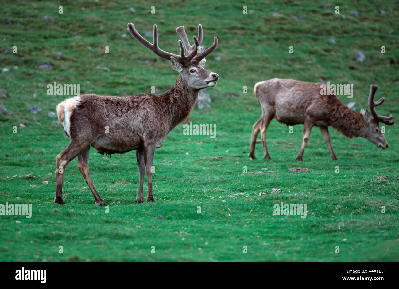 Overgrazing hi-res stock photography and images - Alamy