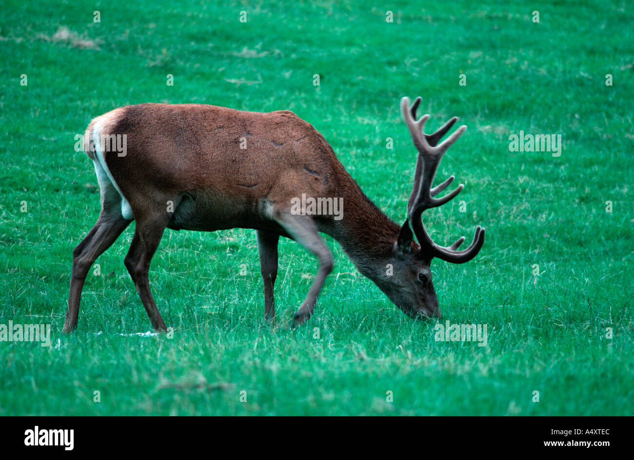 Red deer Cervus elephas Eastnor Castle UK Stock Photo - Alamy
