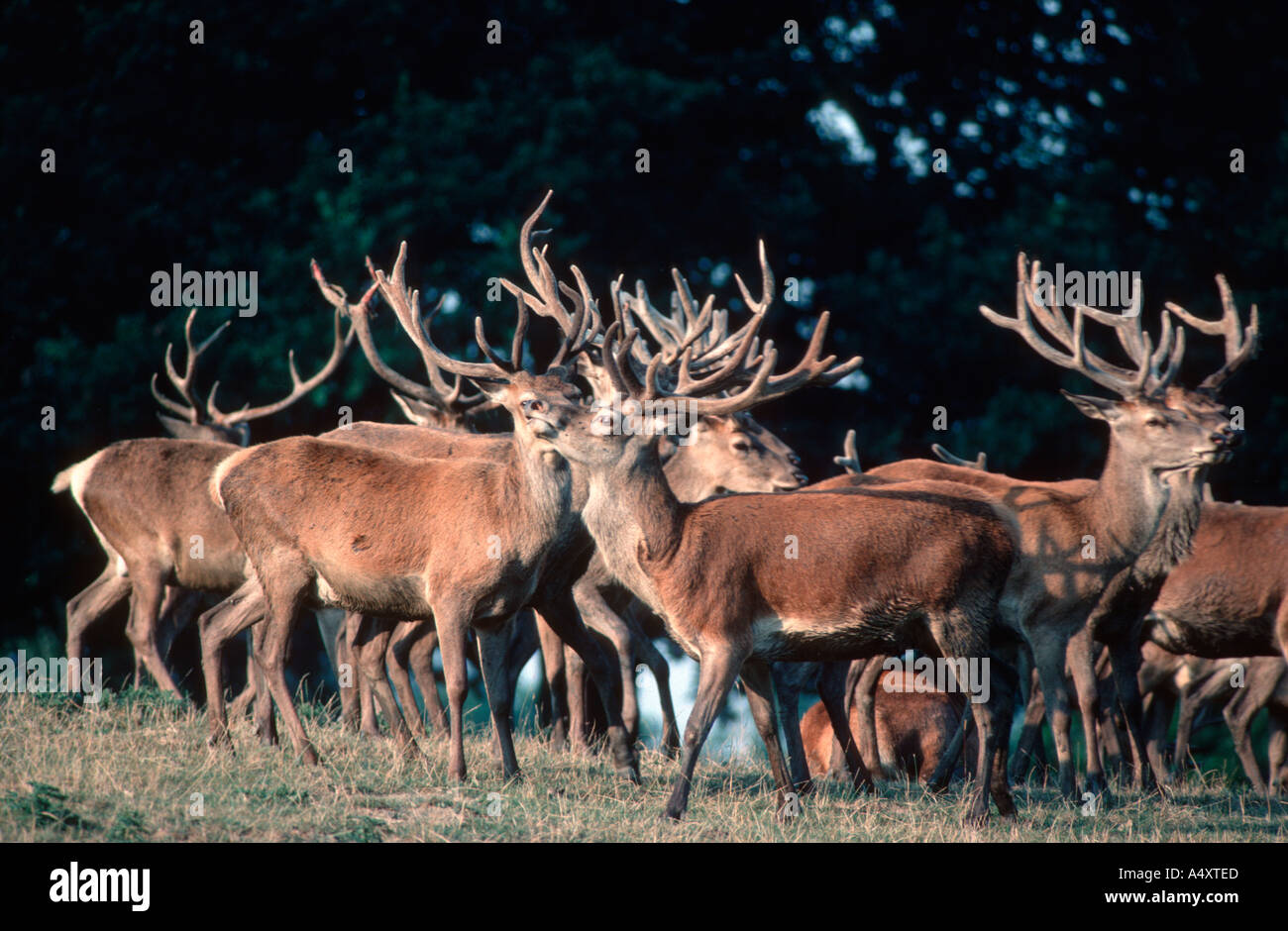 Cervus elephas hi-res stock photography and images - Alamy