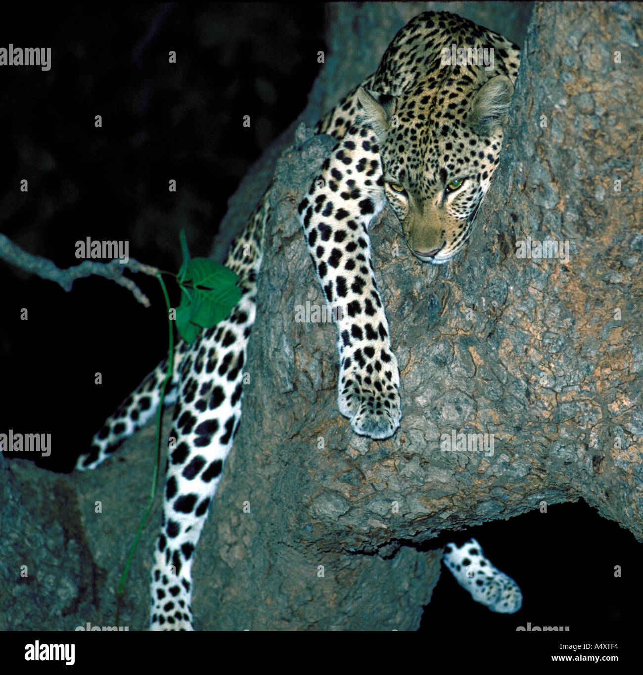 Leopard in tree at night Panthera pardus South Luangwa National Park ...